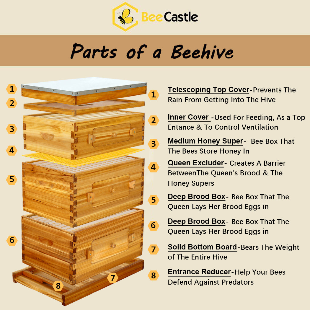 BeeCastle Hives 10 Frame 3 Layer Wax Coated Cedar Wood Beehive Kit wit