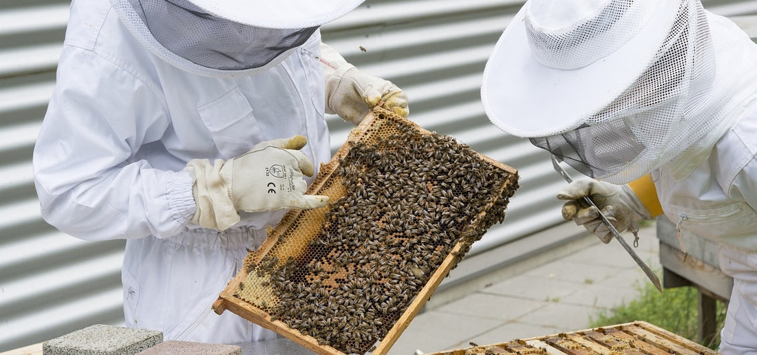 BeeCastle Beekeeping Supplies – BeeCastle Hives